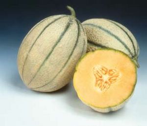 Pepeni galbeni - Seminte Syngenta - MogosAgro